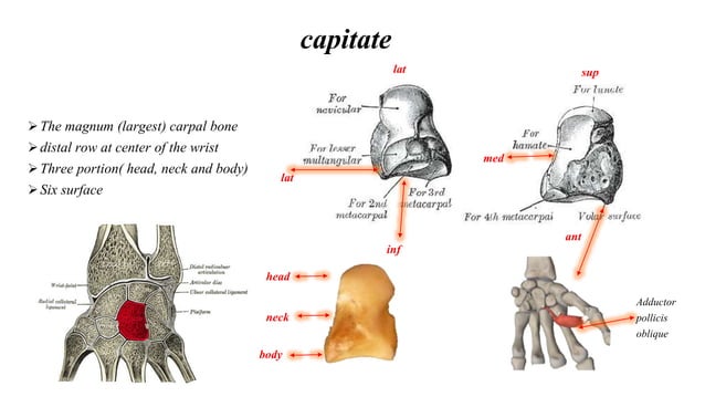Carpal bones antomy | PPTX