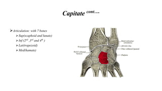 Carpal bones antomy | PPTX