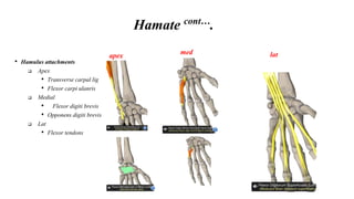 Carpal bones antomy | PPTX