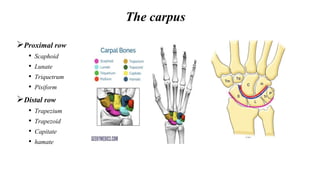 Carpal bones antomy | PPTX