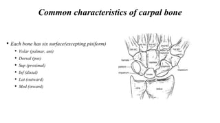 Carpal bones antomy | PPTX
