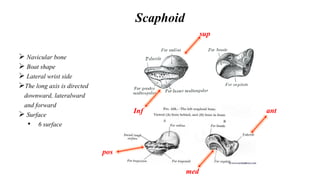 Carpal bones antomy | PPTX