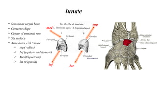 Carpal bones antomy | PPTX