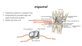 Carpal bones antomy | PPTX