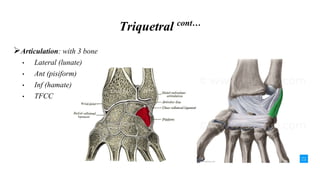 Carpal bones antomy | PPTX