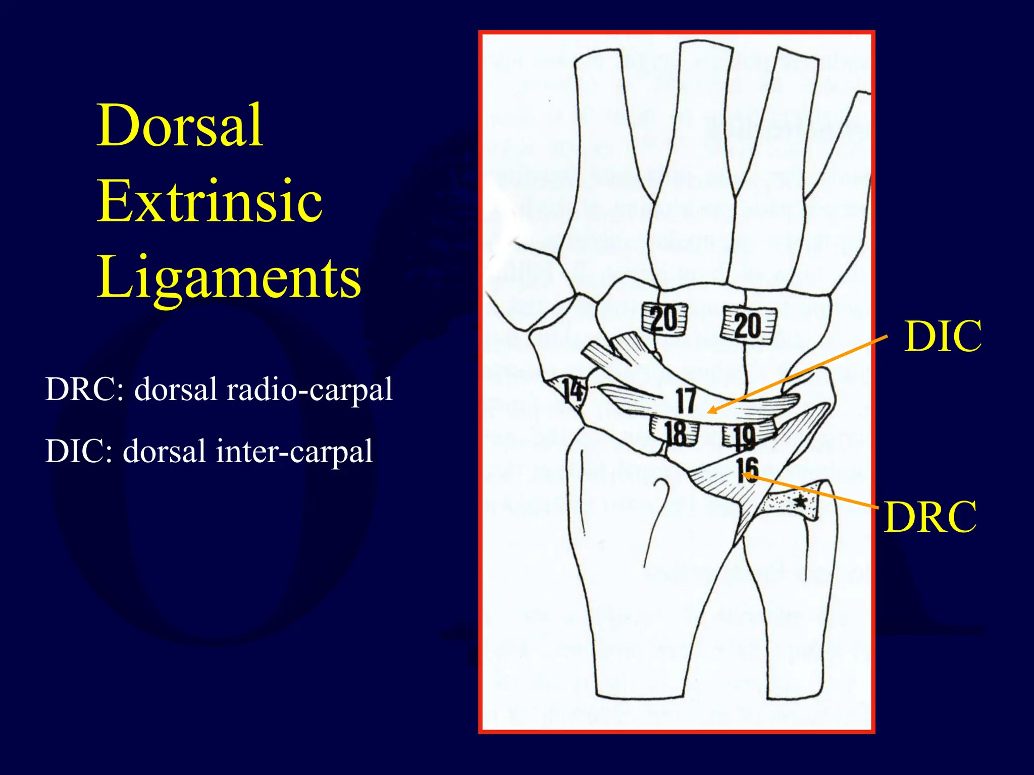 Carpal Fractures and Dislocations.....pdf