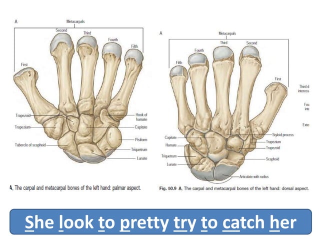 Carpal & Phalanges.pptx