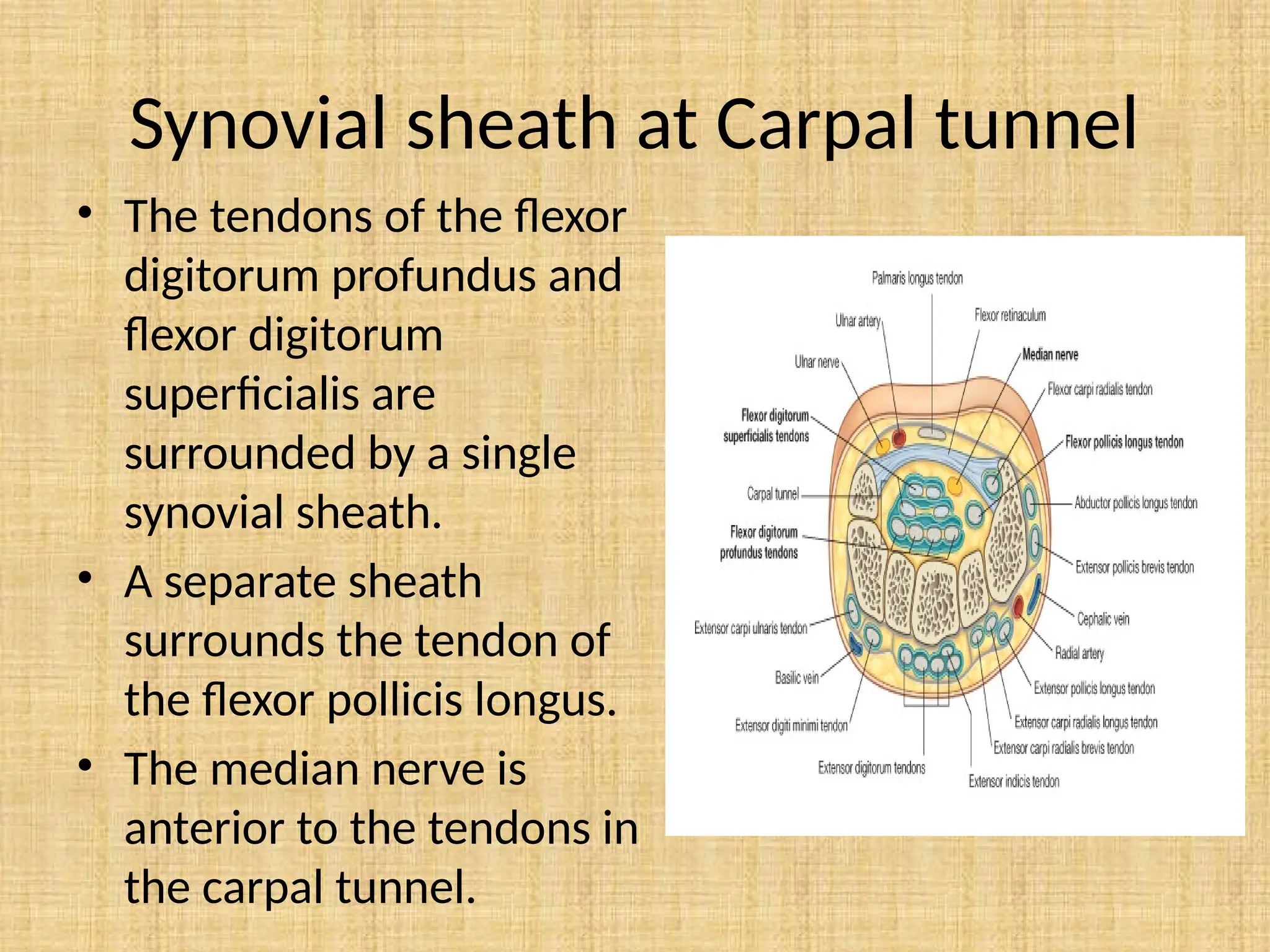 CARPAL TUNNEL brief presentation slide.pptx
