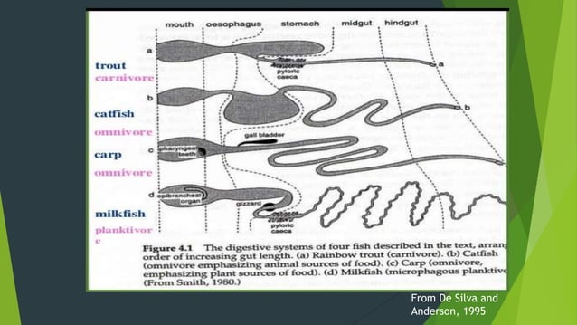 CARP BIOLOGY and feeding strategies final.pptx