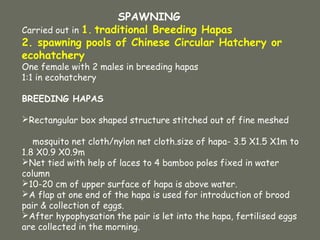 Carp breeding1 | PPT