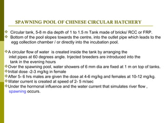 Carp breeding1 | PPT