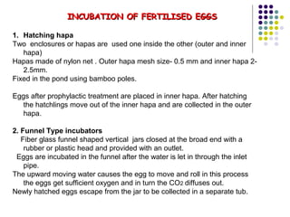 Carp breeding1 | PPT
