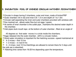 Carp breeding1 | PPT