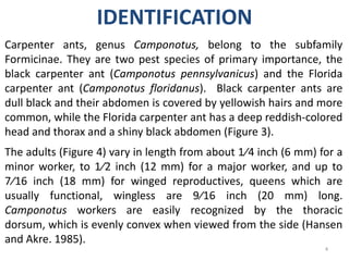 Carpenter ants seminar work by Uwamose martins | PPTX
