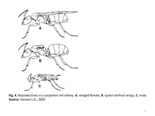 Carpenter ants seminar work by Uwamose martins | PPTX | Woodworking ...