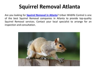 Carpenter Bee Control | PPT