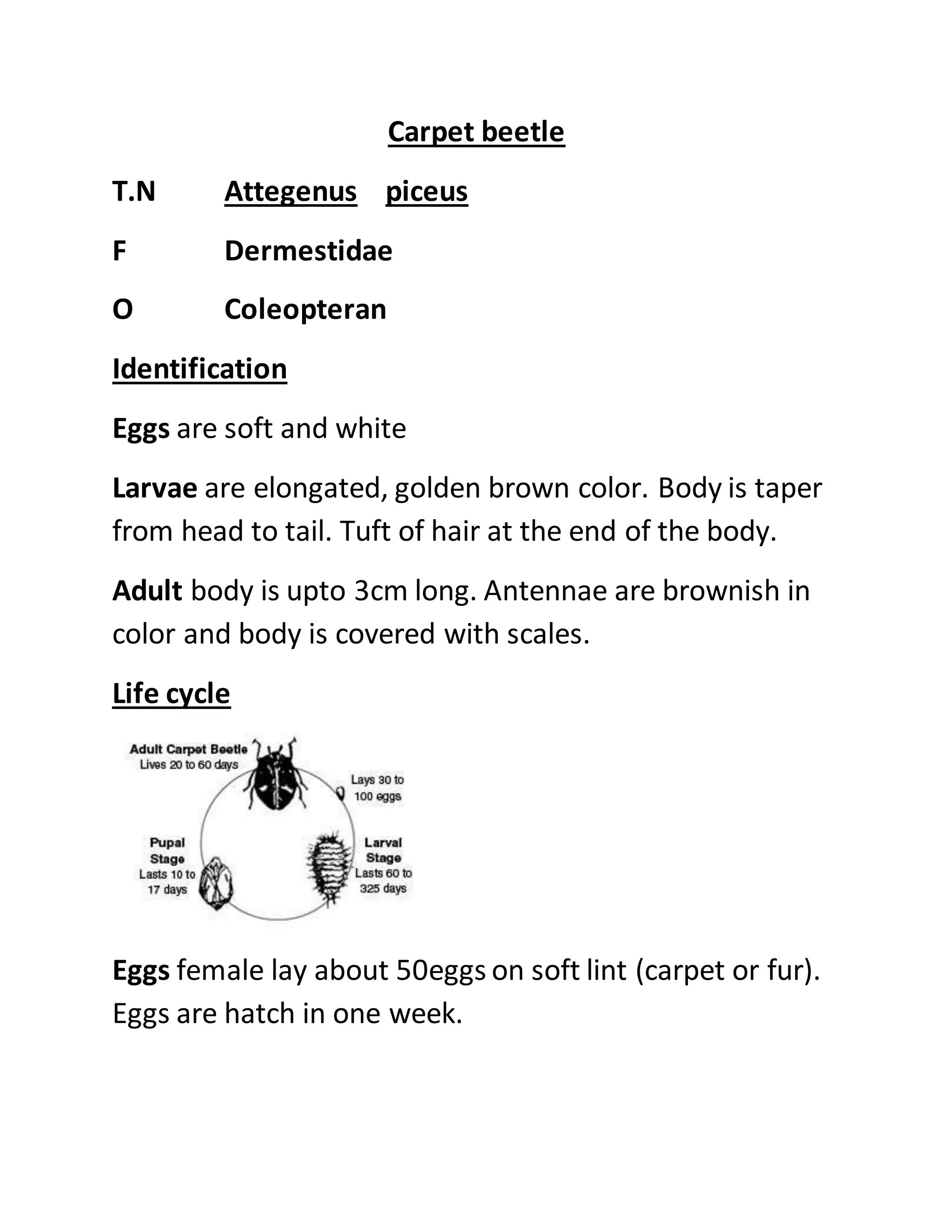 Carpet beetle | DOCX