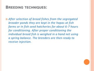 Carp hatchery | PPTX