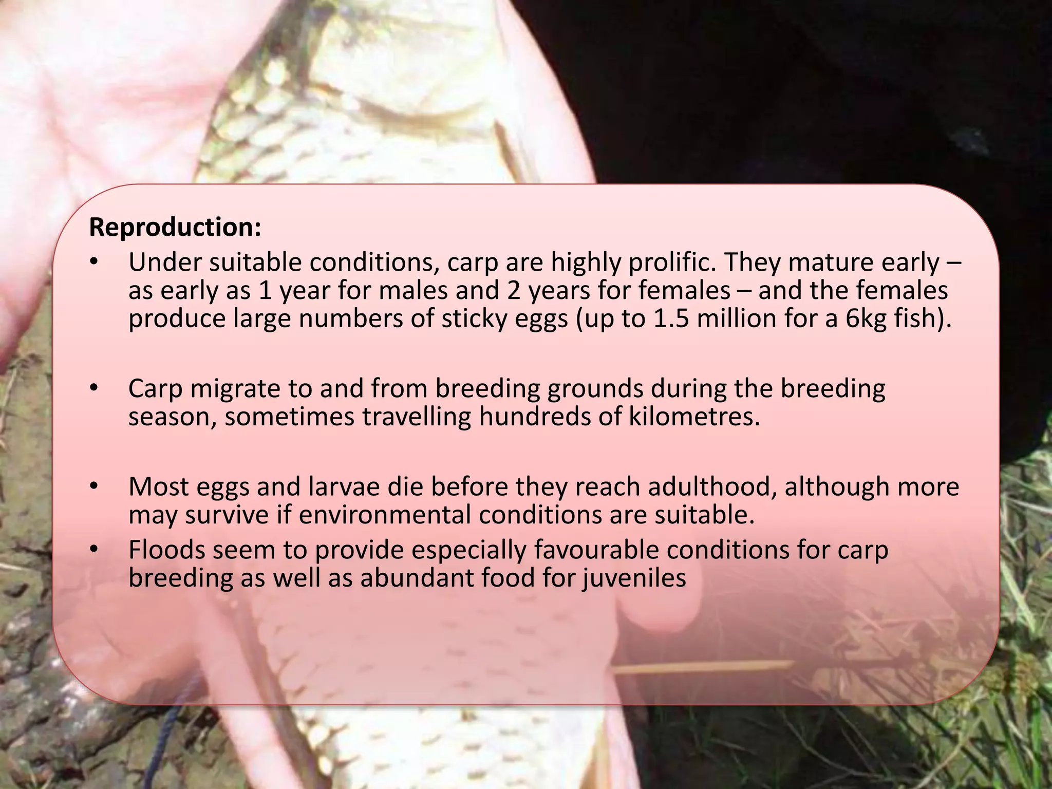 Carp( labeo rohita ) | PPTX