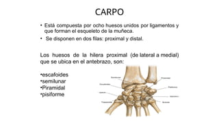 CARPO.pptxHUESOS DE LA MANO CARPO METACARPOS | PPTX