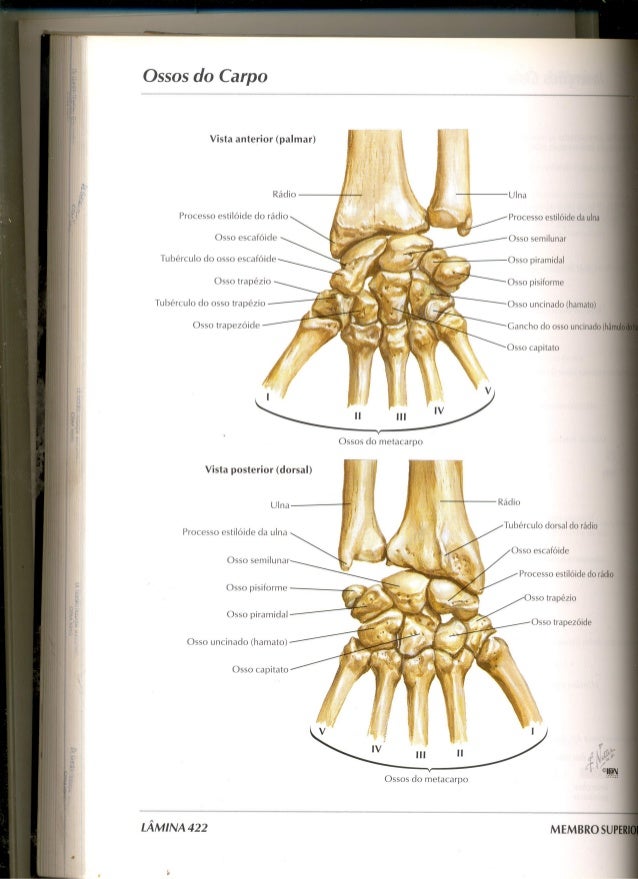 Carpo e tarso - Netter