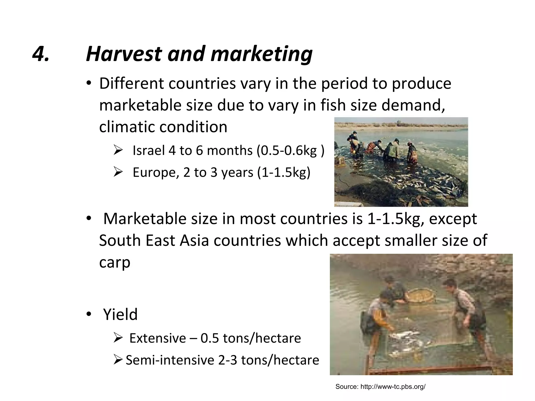 Carp Polyculture Presentation | PPT