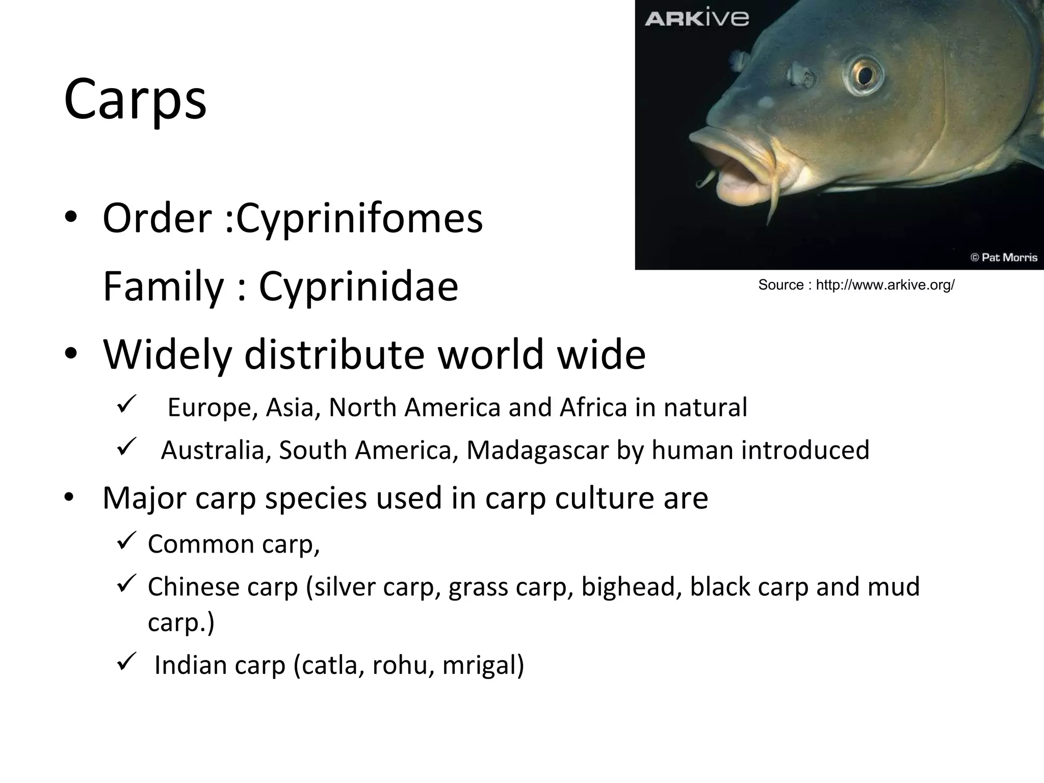 Carp Polyculture Presentation | PPT