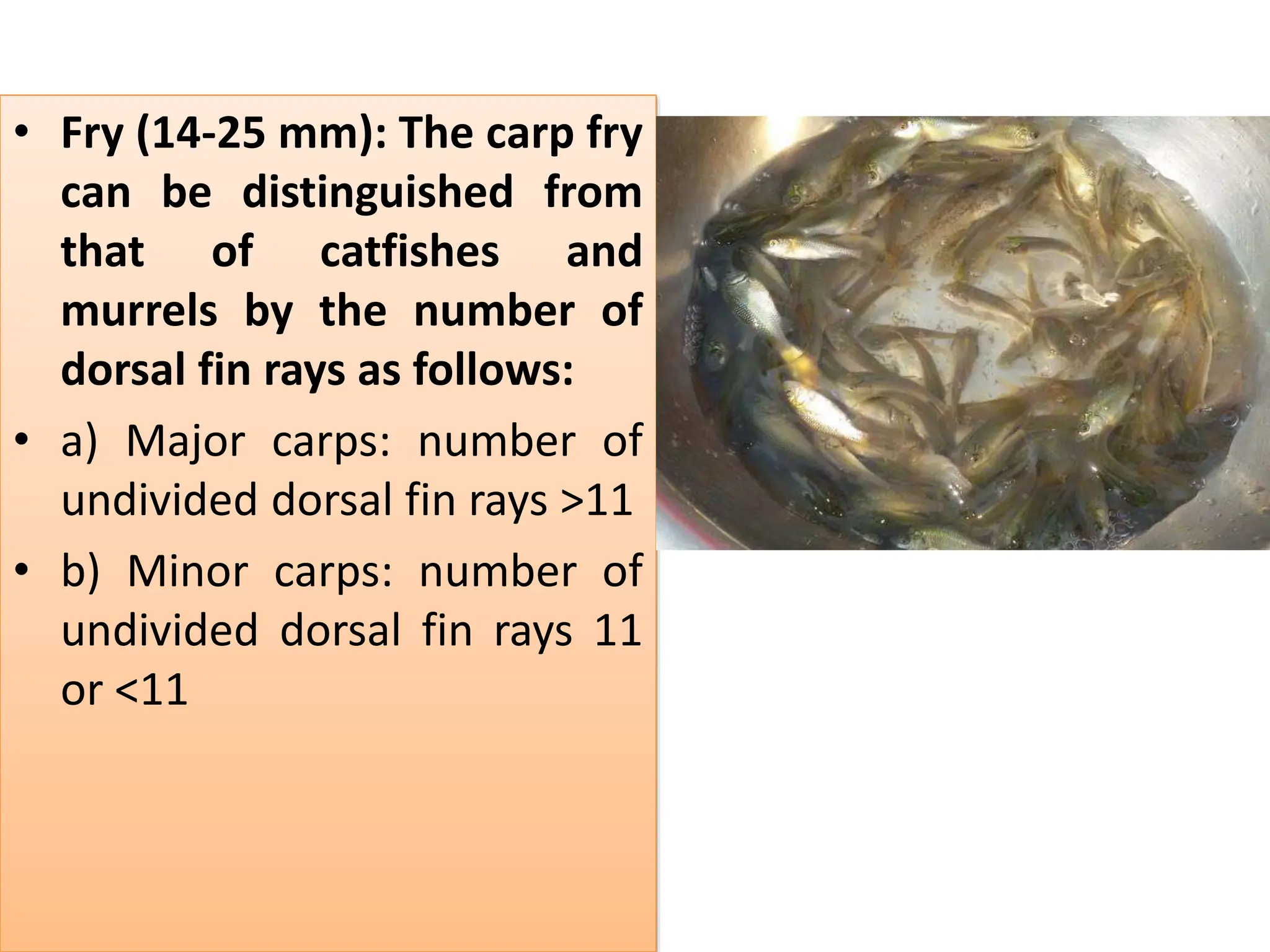 Carp seed Quality assessment.ppt