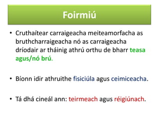 Carraigeacha meiteamorfacha | PPT