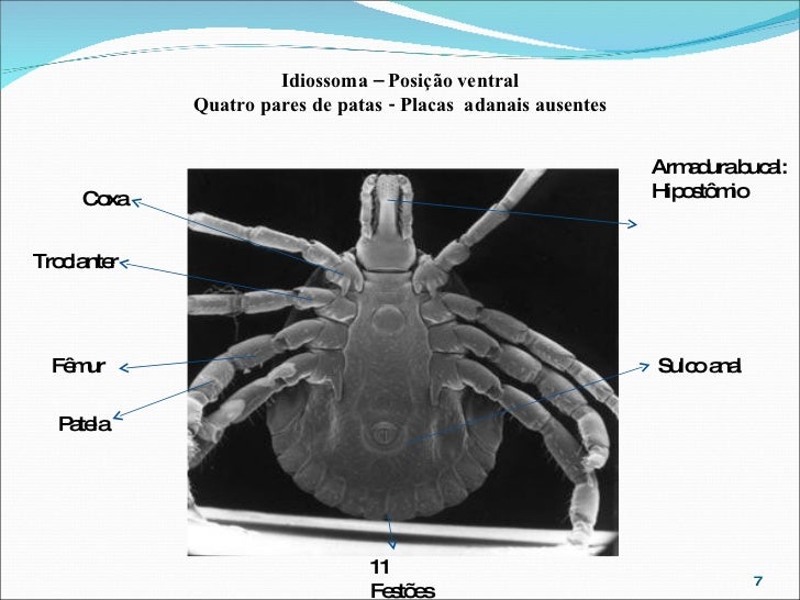 Carrapatos Parasitologia
