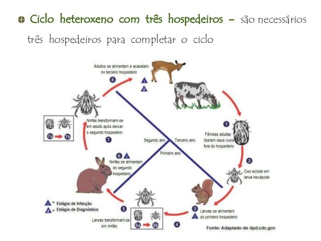 Carrapatos - Parasitologia