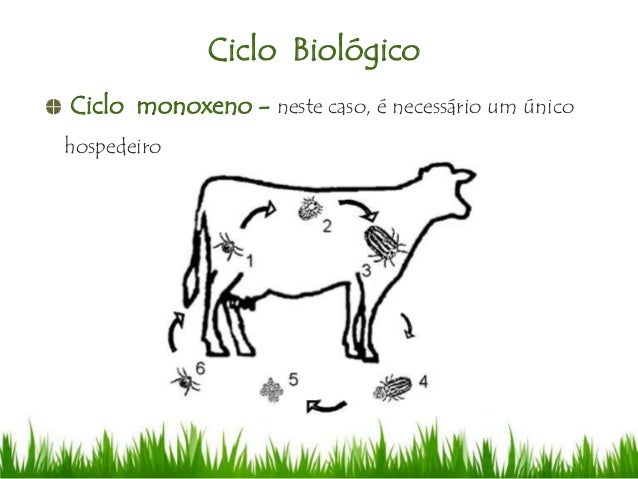 Carrapatos - Parasitologia