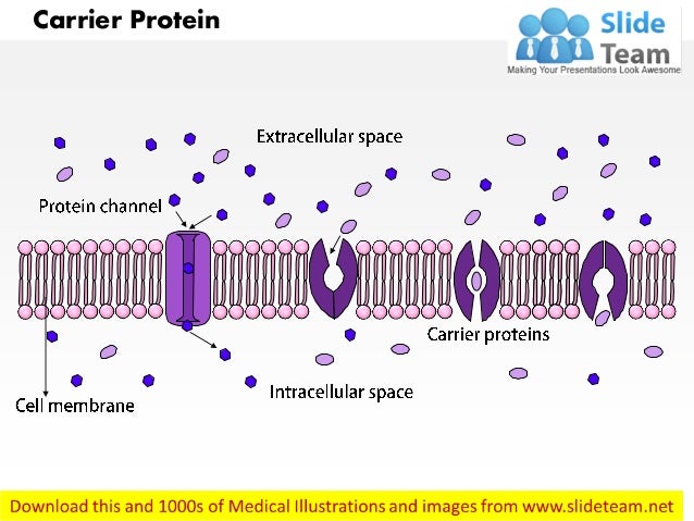 Carrier protein medical images for power point