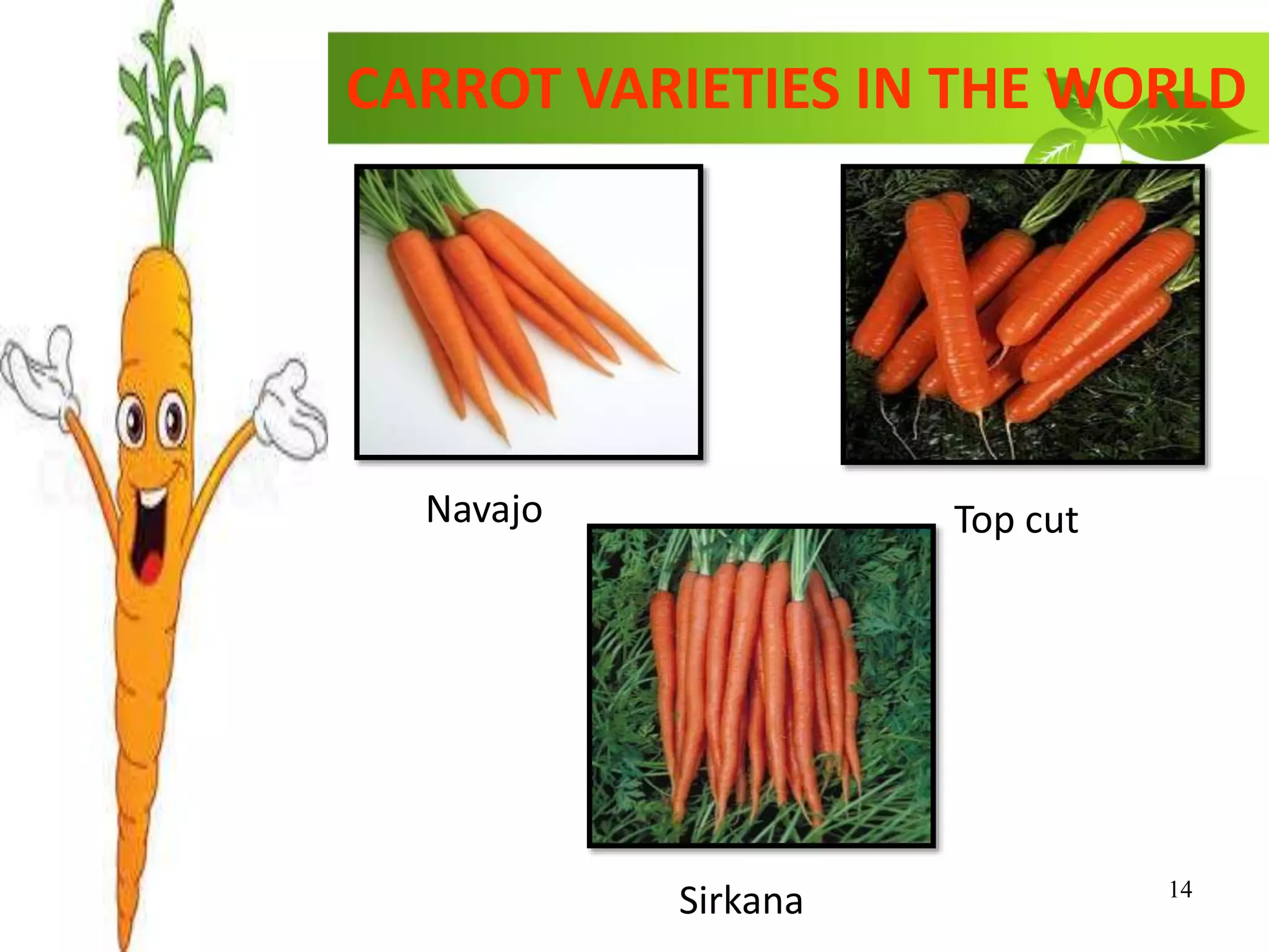 Carrot | PPTX