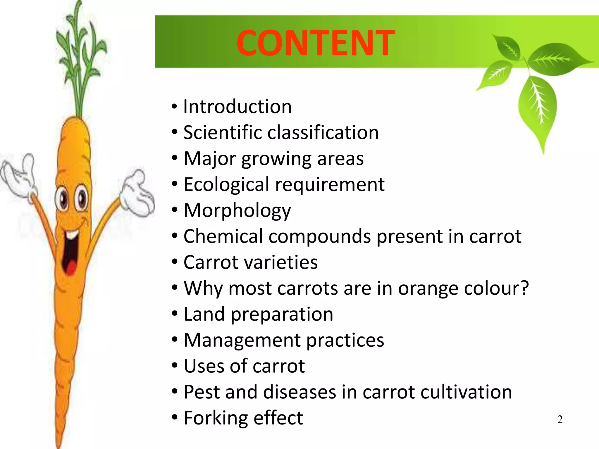 Carrot | PPTX