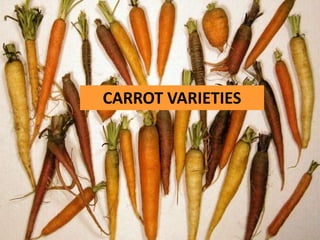 Carrot | PPTX