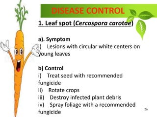 Carrot | PPTX