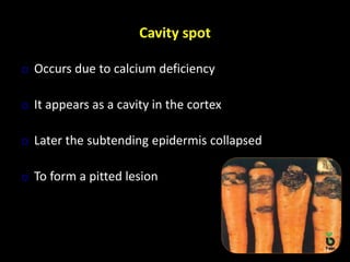 Cultivation of carrot | PPTX