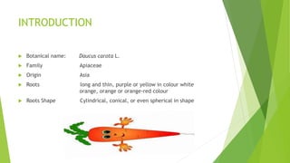 Carrot Production Technology | PPTX