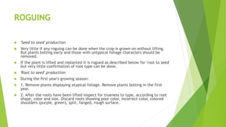 Carrot Production Technology | PPTX