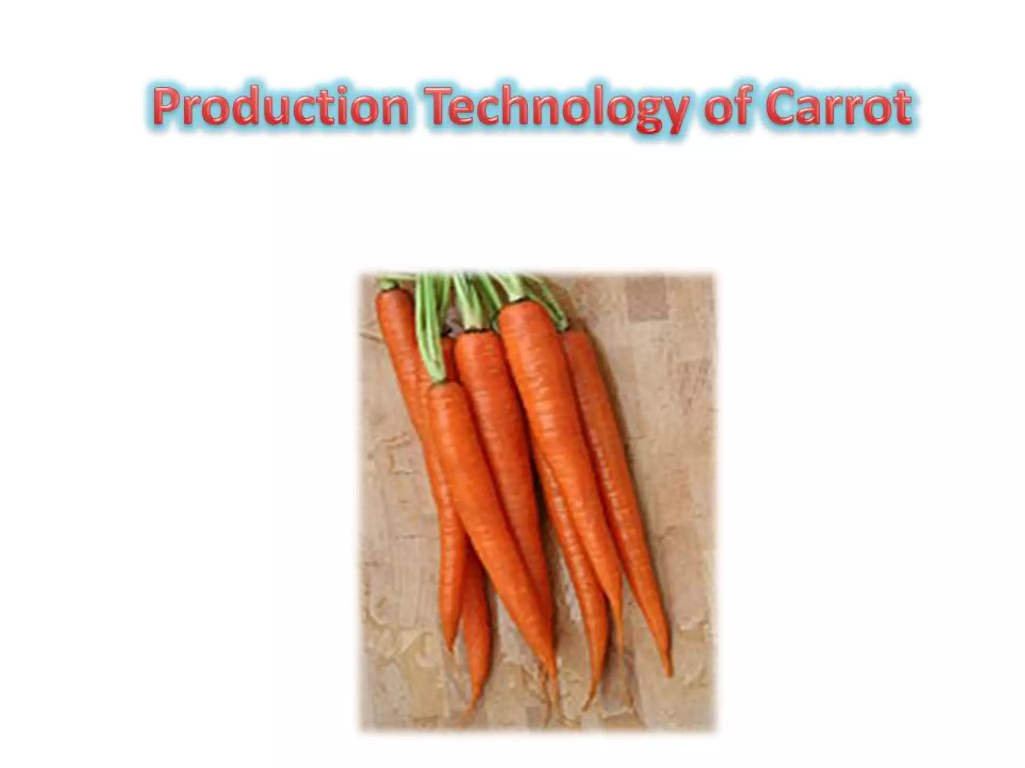 Carrot | PPTX