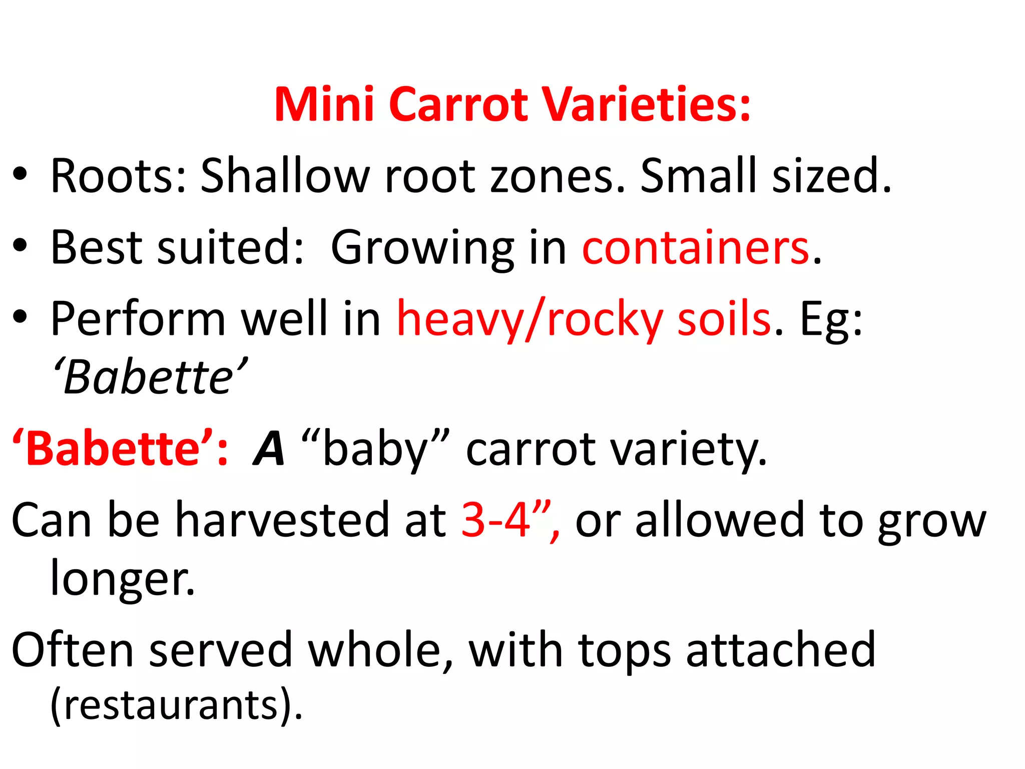 Carrot | PPTX