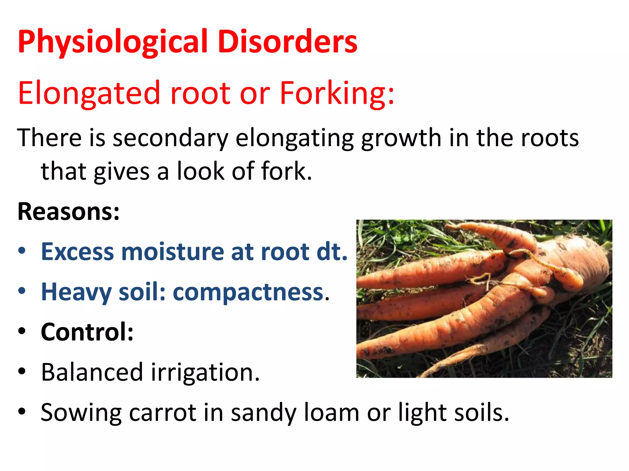 Carrot | PPT
