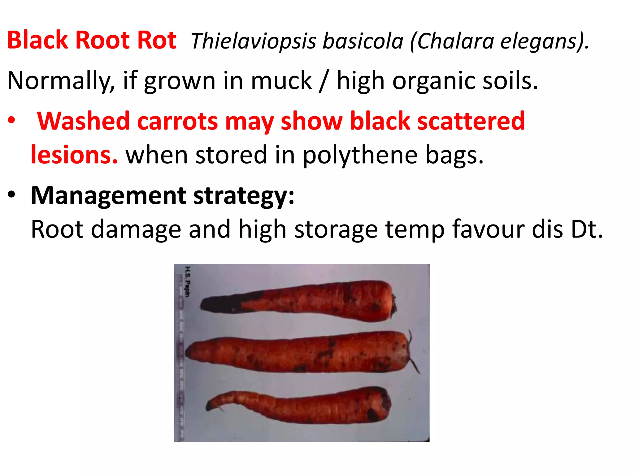 Carrot | PPT