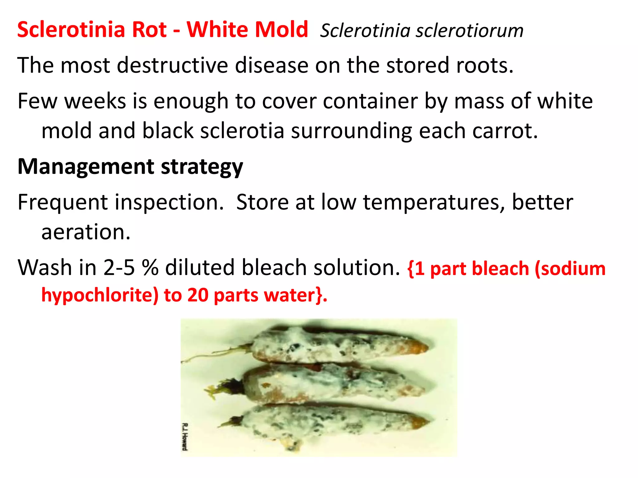 Carrot | PPT