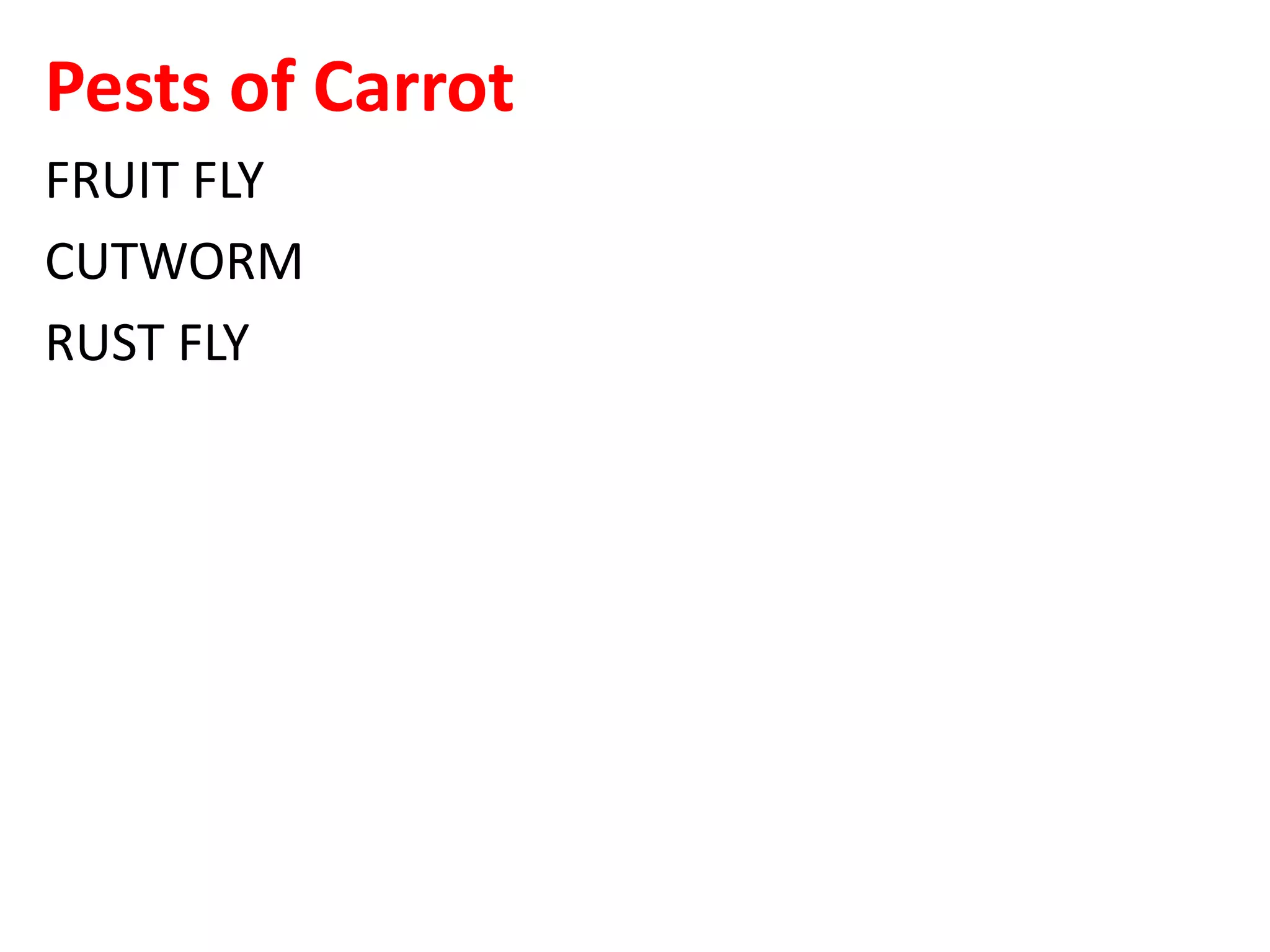 Carrot | PPT
