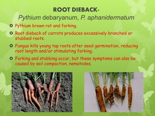 Carrot cultivation practices in Odisha | PPTX