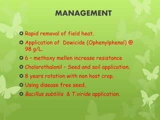Carrot cultivation practices in Odisha | PPTX