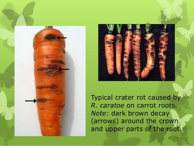 Carrot cultivation practices in Odisha