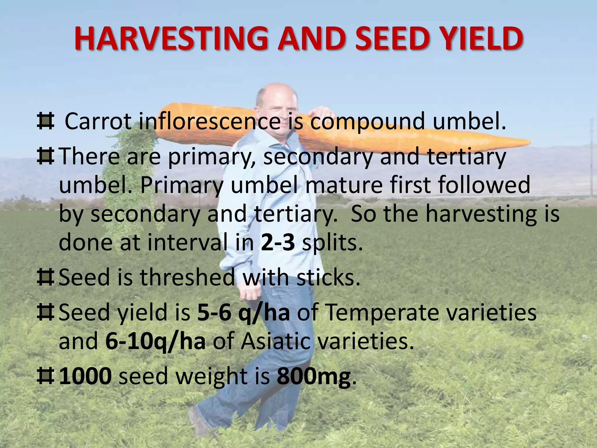 seed production of Carrot (CSK HPKV) harmanjeet singh | PPTX